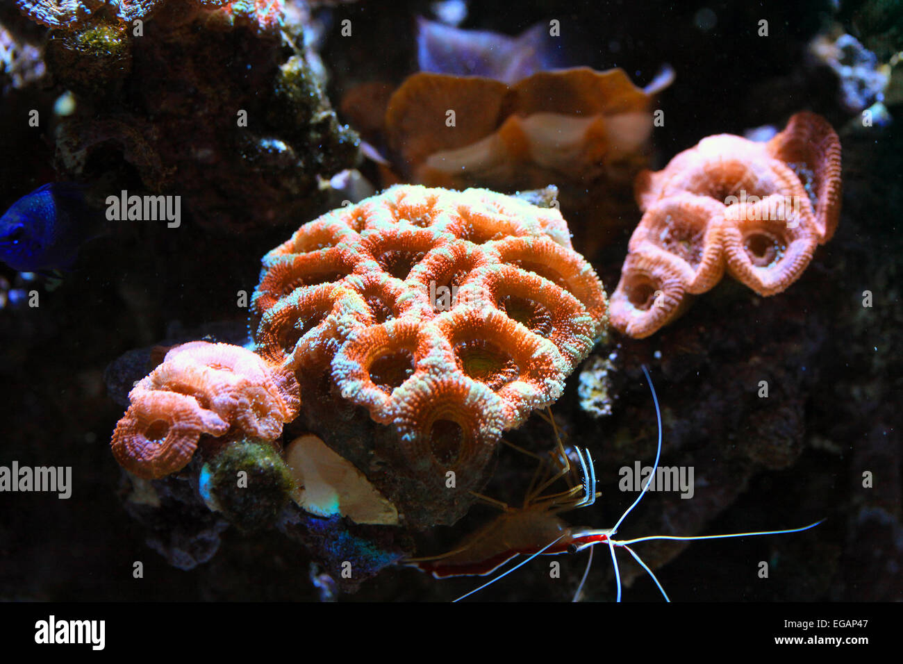 Acan hi-res stock photography and images - Alamy