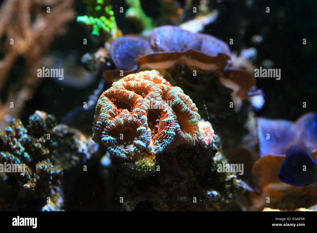 Acan hi-res stock photography and images - Alamy