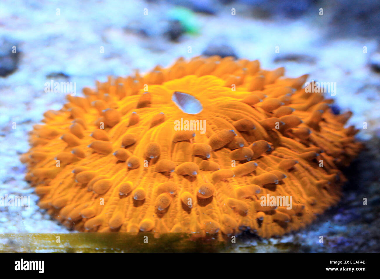 Coral Fungia Plate Stock Photo - Alamy