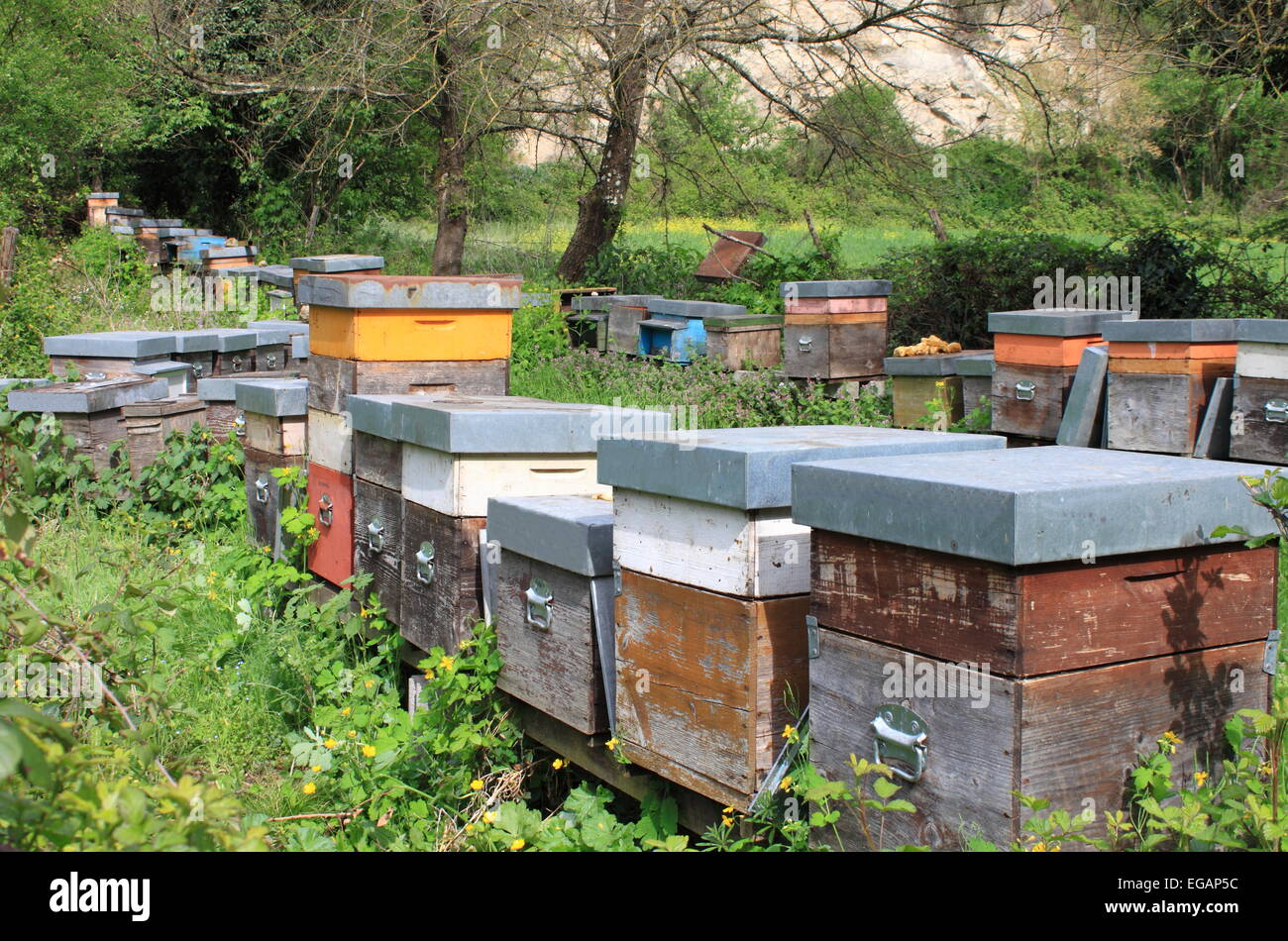 A group of apiary boxes in the forest Stock Photo - Alamy