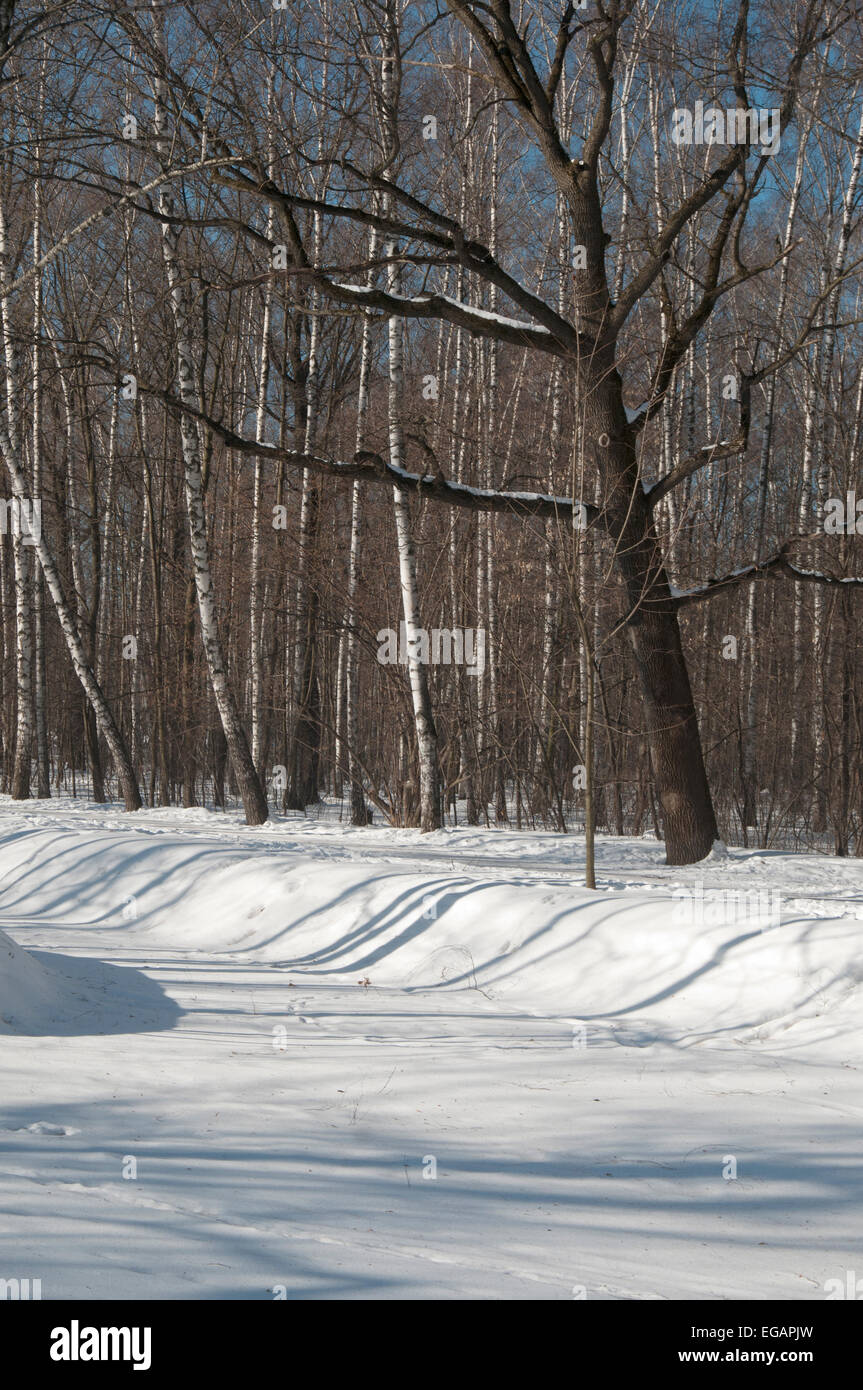 The winter lanscape of Sokolniki park in Moscow, Russia Stock Photo - Alamy