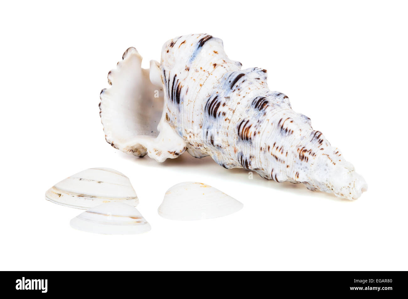 Seashells isolated on white background with clipping path Stock Photo ...