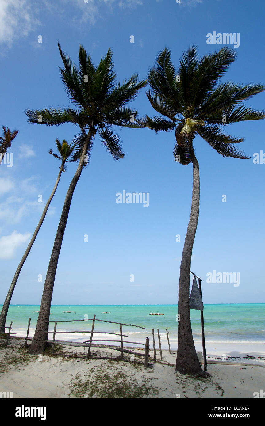 Pair of palm trees by the beach in Jambiani, Zanzibar Stock Photo - Alamy