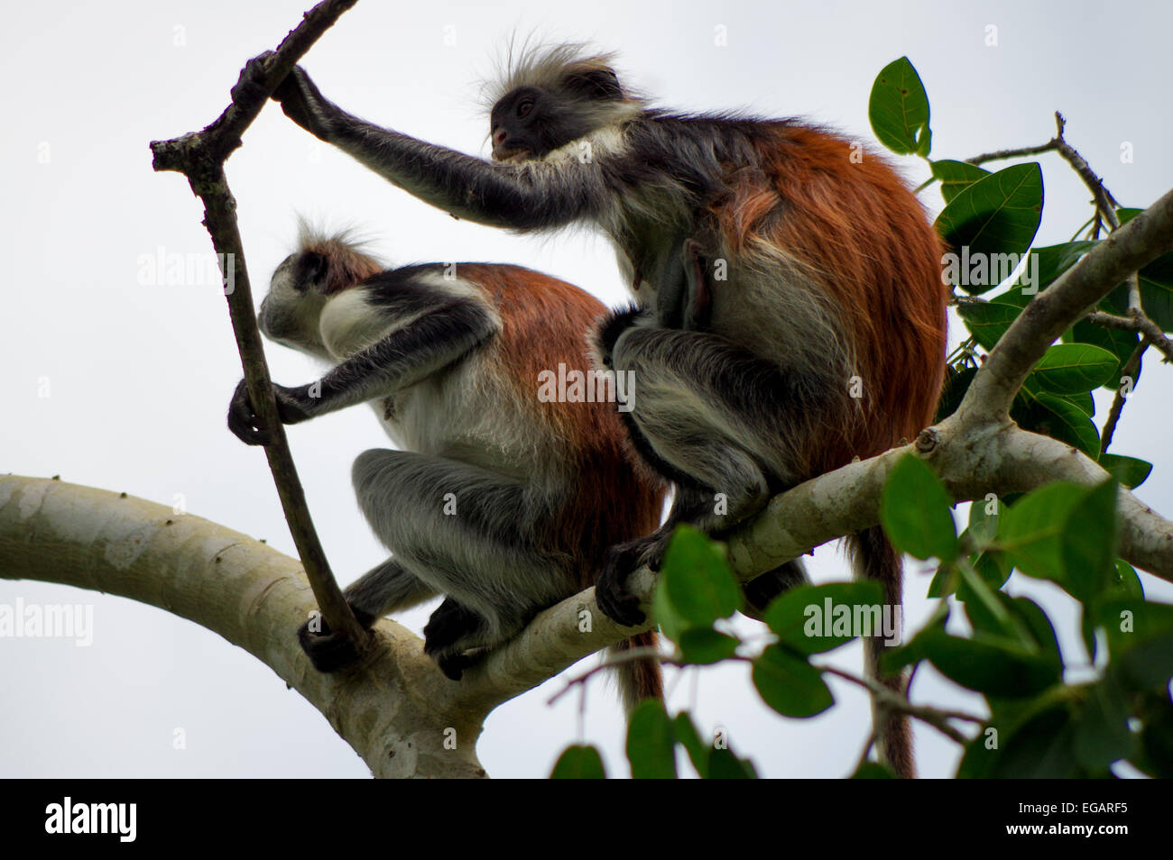 A pair of Zanzibar red colobus monkeys near Jozani Chwaka Bay National ...
