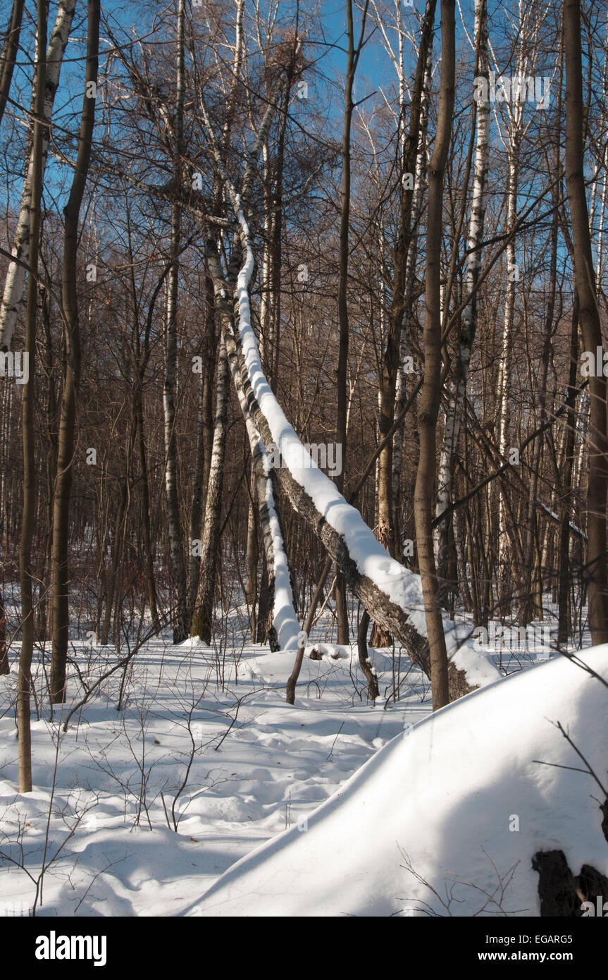 Follen hi-res stock photography and images - Alamy