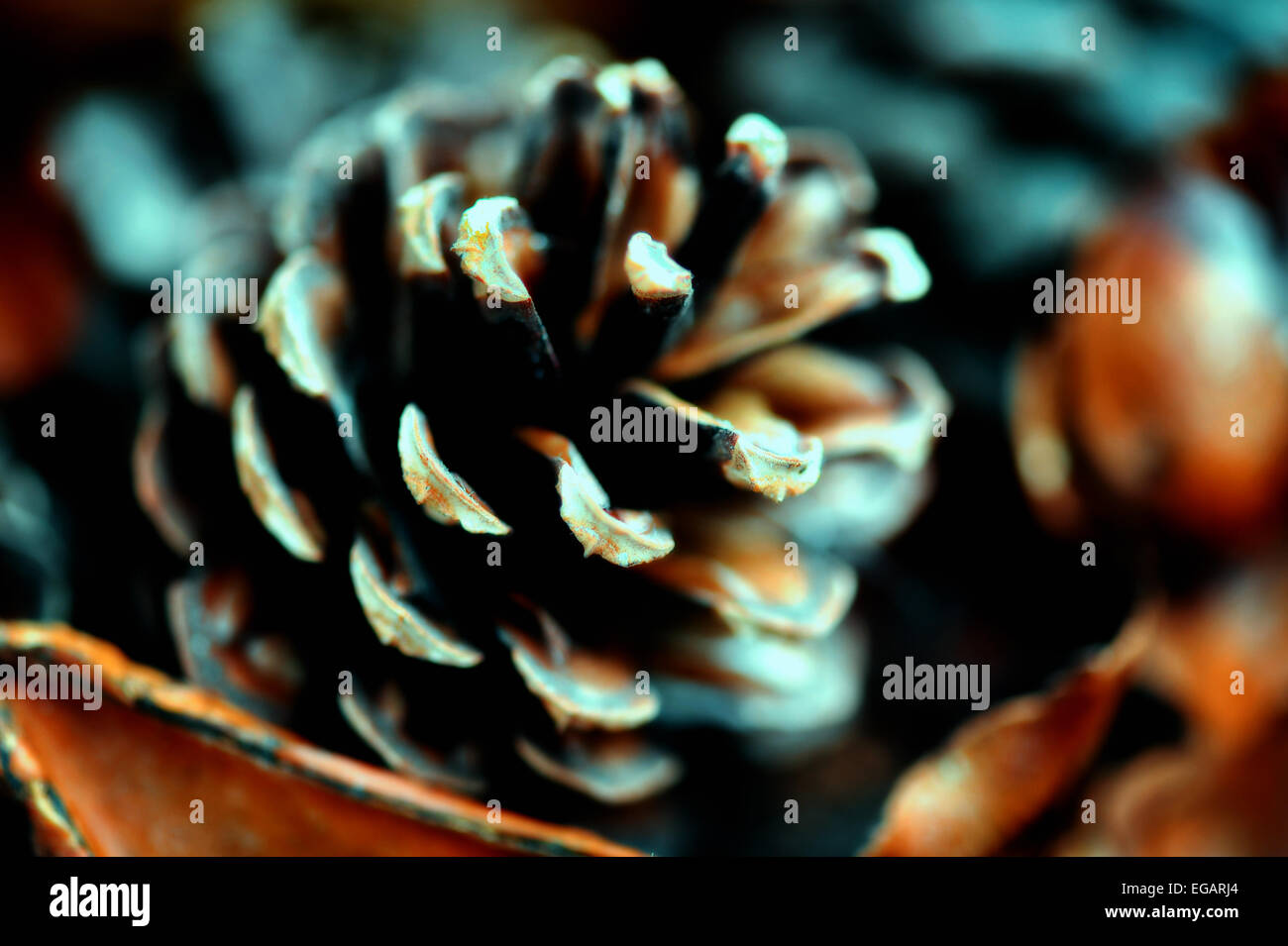 Pine Cone - Gifts from the forest Stock Photo - Alamy