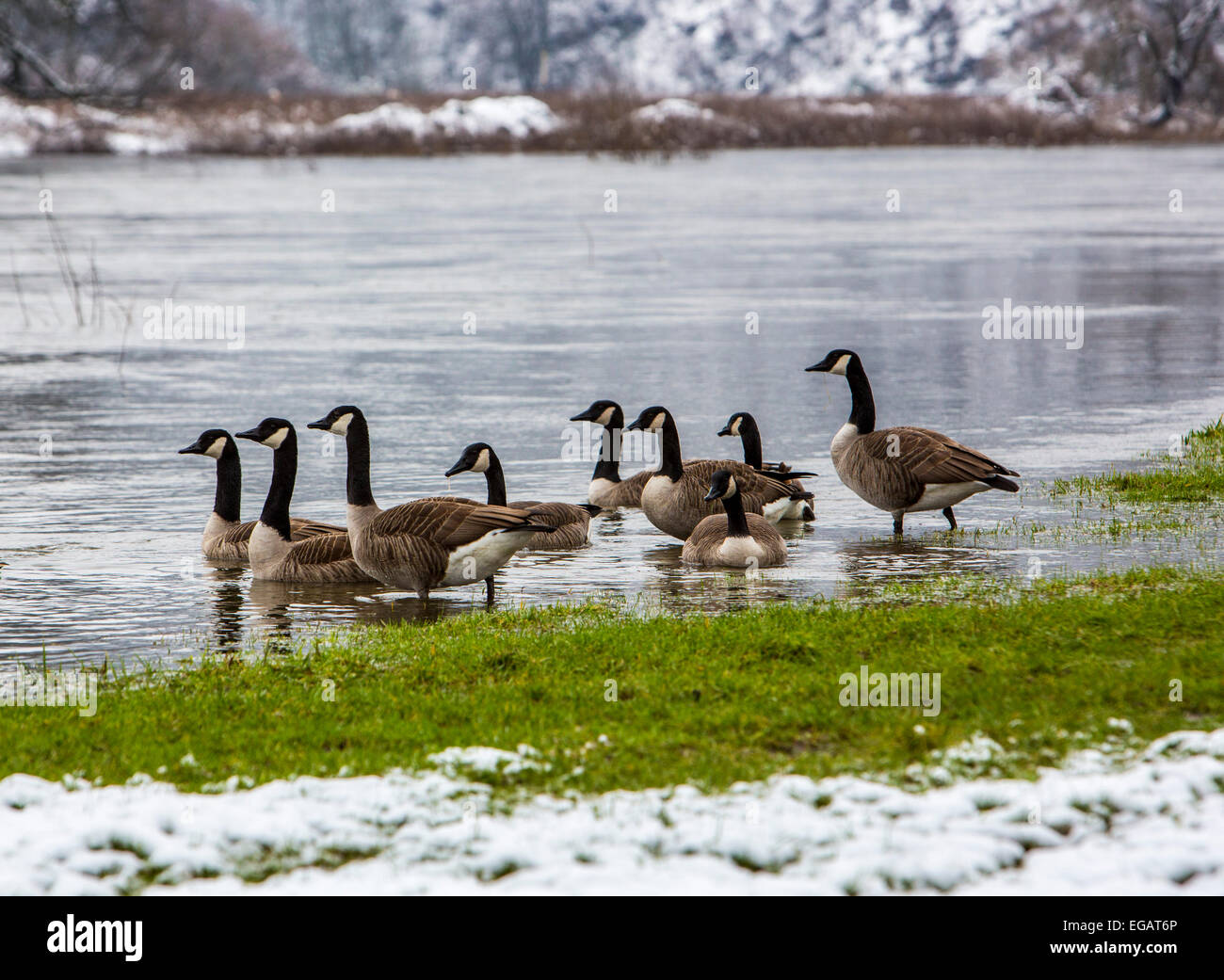 Canadian wild goose, in winter, snowy banks of river Ruhr, Hattingen ...