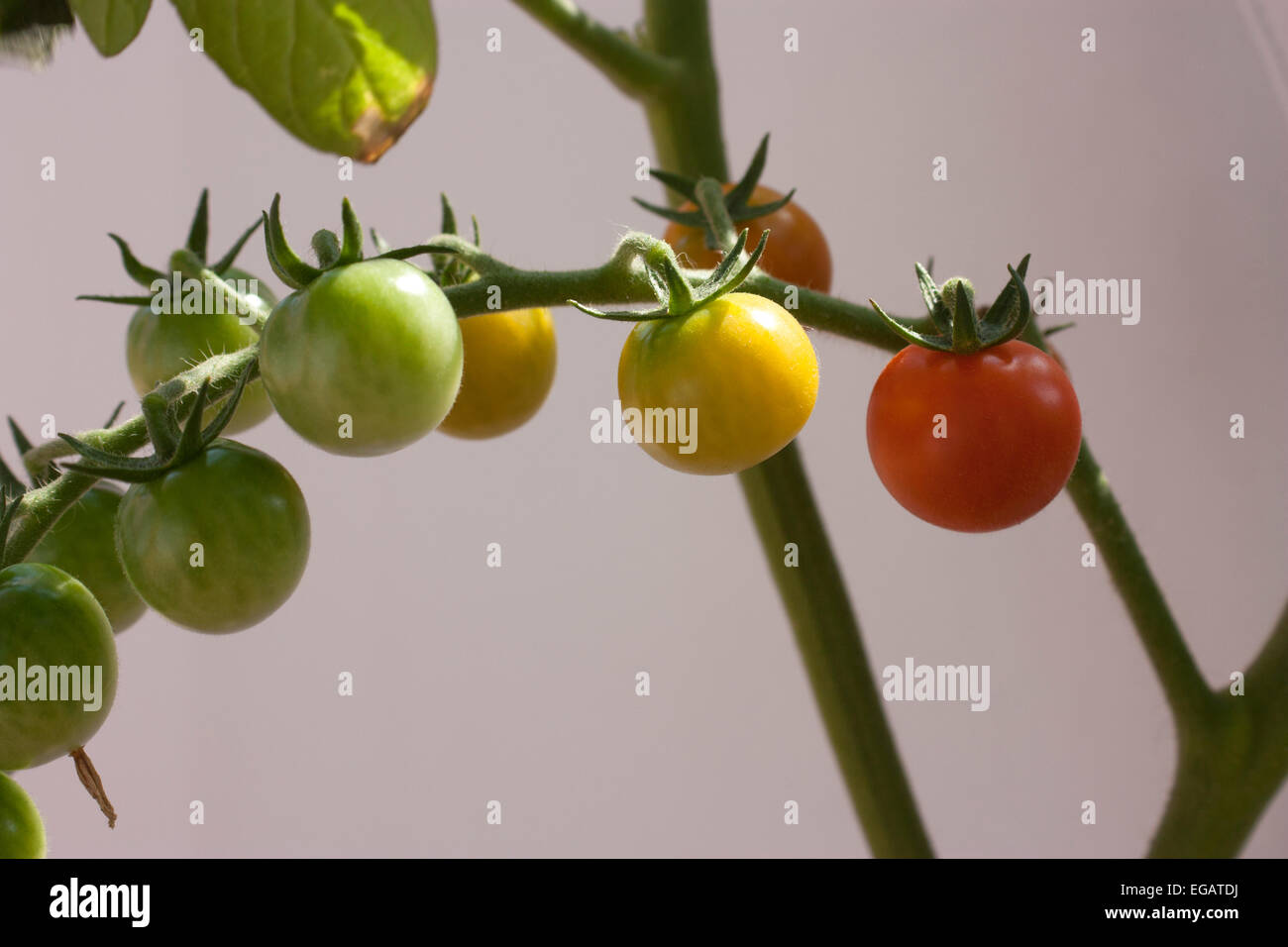 grape tomato's ripening on the vine Stock Photo - Alamy