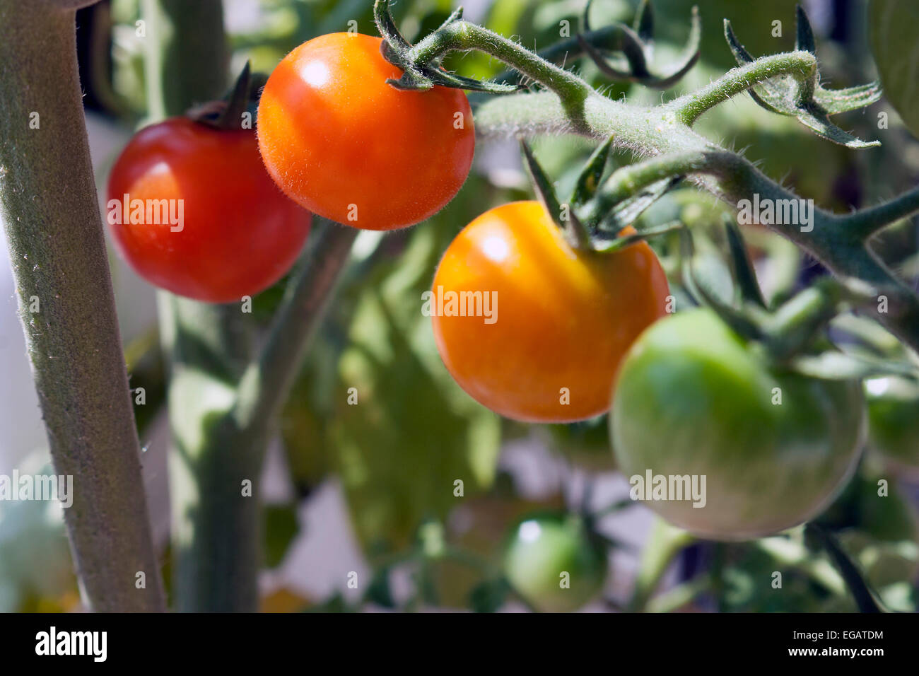 grape tomato's ripening on the vine Stock Photo - Alamy