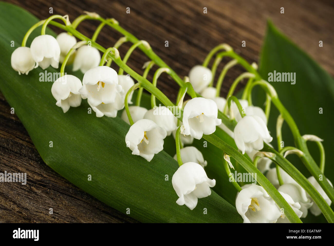 Valley lilies hi-res stock photography and images - Alamy