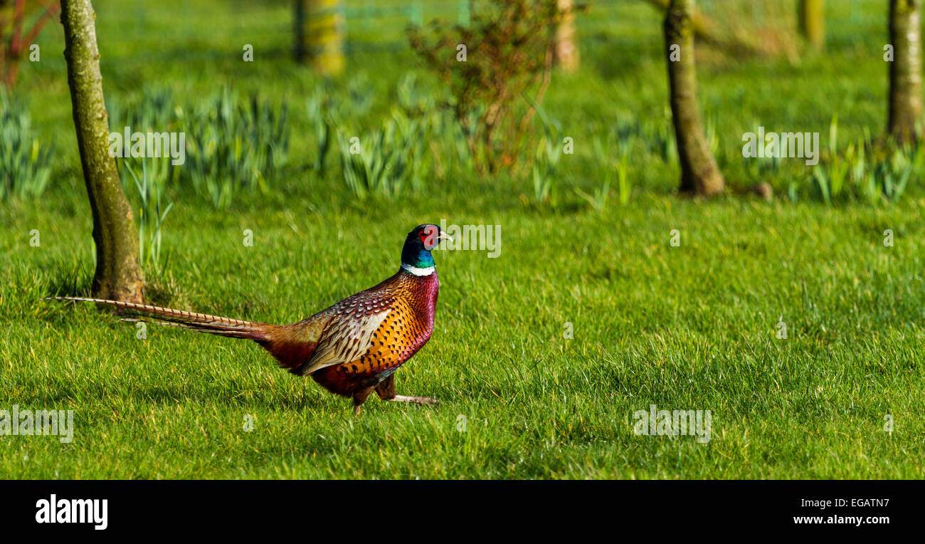A Cock Pheasant in prime feather Stock Photo - Alamy