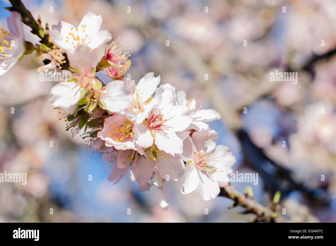 Almond branch hi-res stock photography and images - Alamy