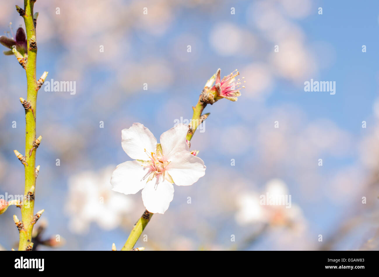 Almond branch in bloom, horizontal photo Stock Photo - Alamy