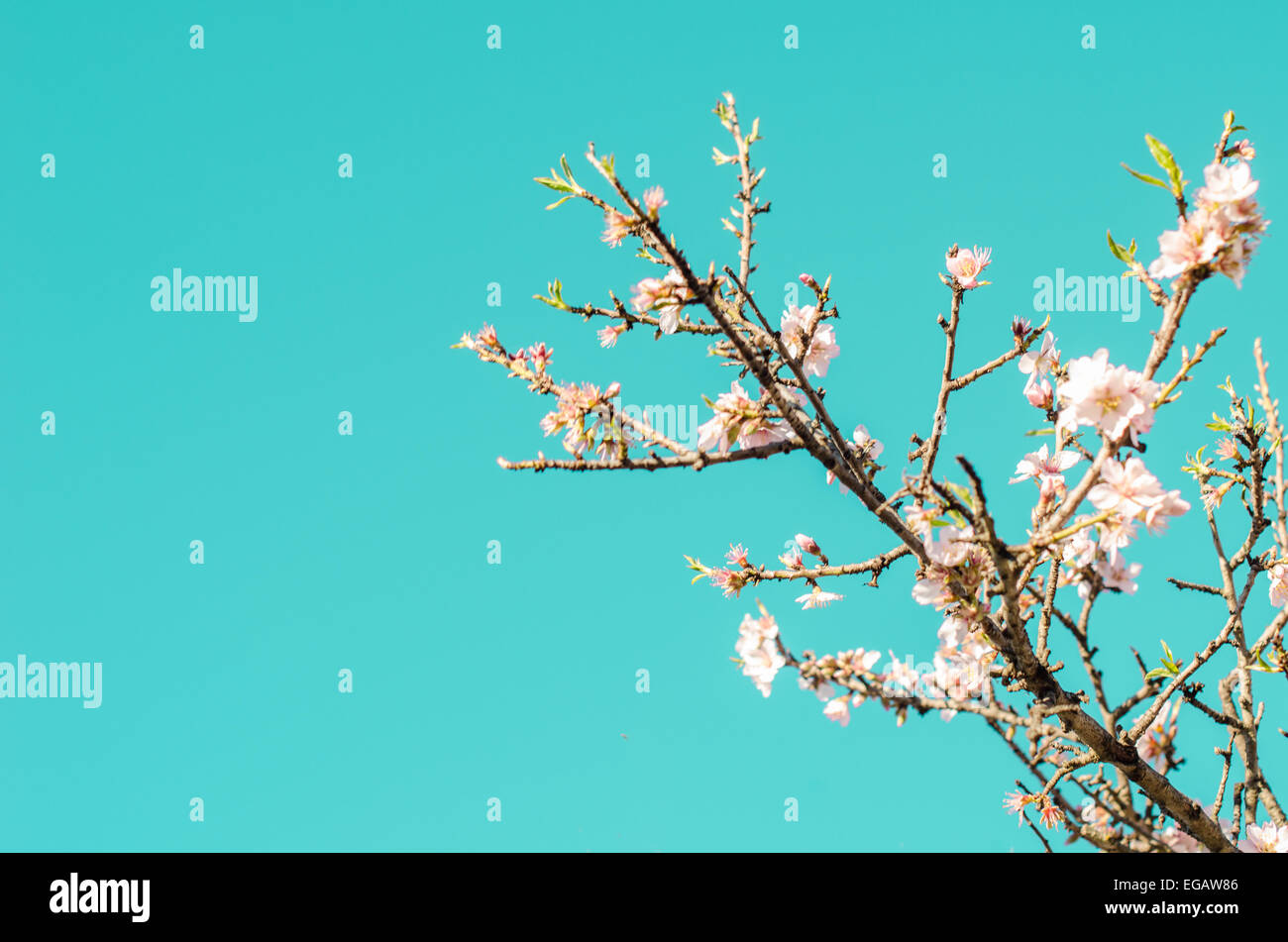 Almond branch in bloom, horizontal photo Stock Photo - Alamy