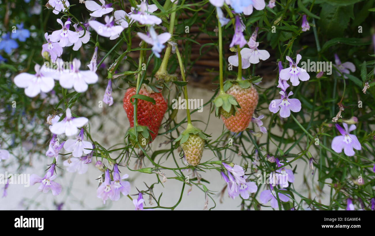 Hanging basket strawberries hi-res stock photography and images - Alamy