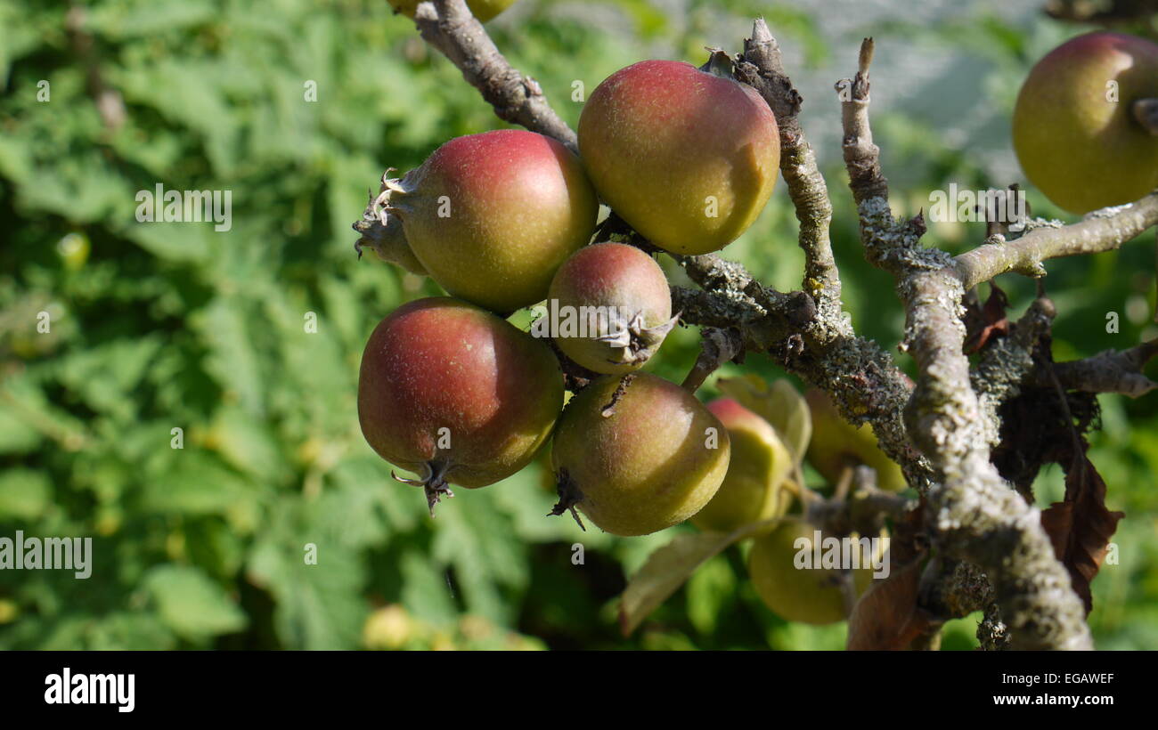 Apple tree, Jersey, UK Stock Photo - Alamy