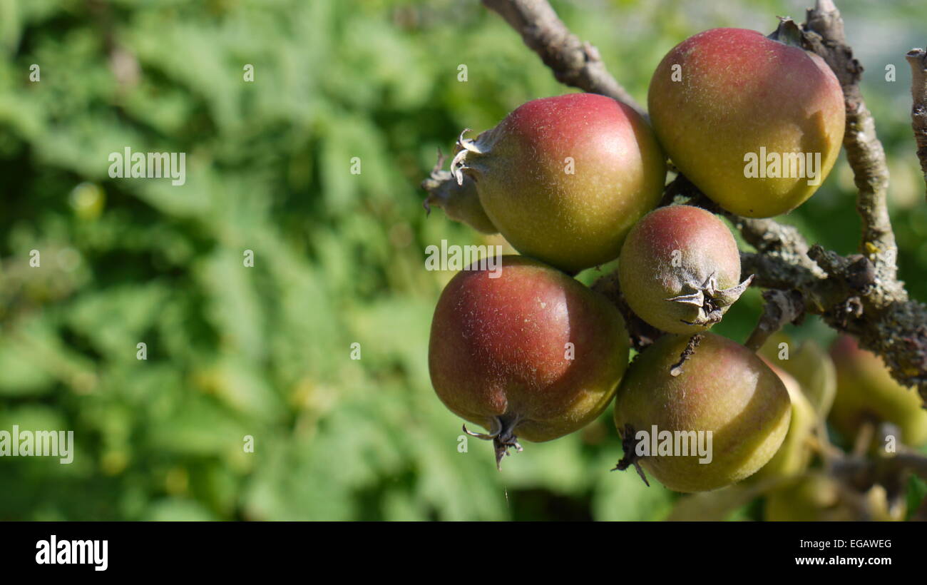 Quince Fruit Tree Uk High Resolution Stock Photography and Images - Alamy