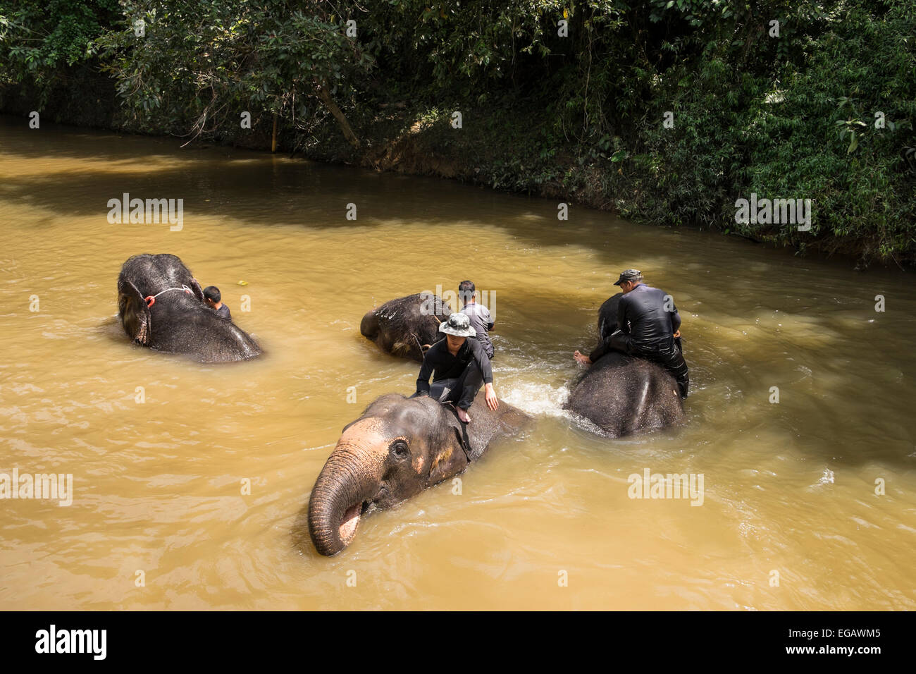 Mahout elephant handlers with the elephants in the local river at Kuala ...