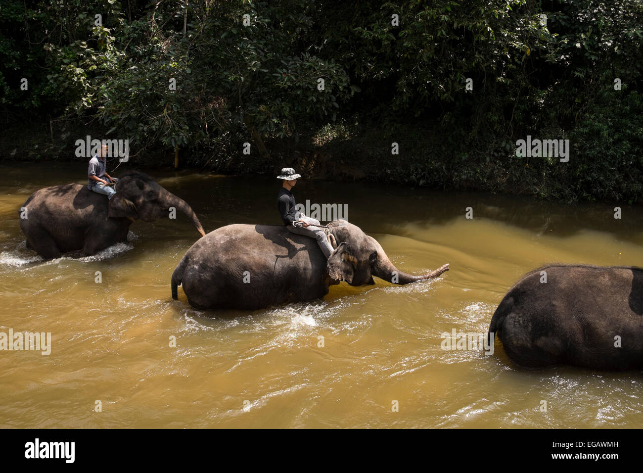 Mahout elephant handlers with the elephants in the local river at Kuala ...