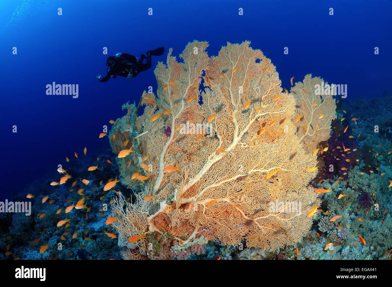 Diver looking at soft coral Venus fan or Venus sea fan, common sea fan ...