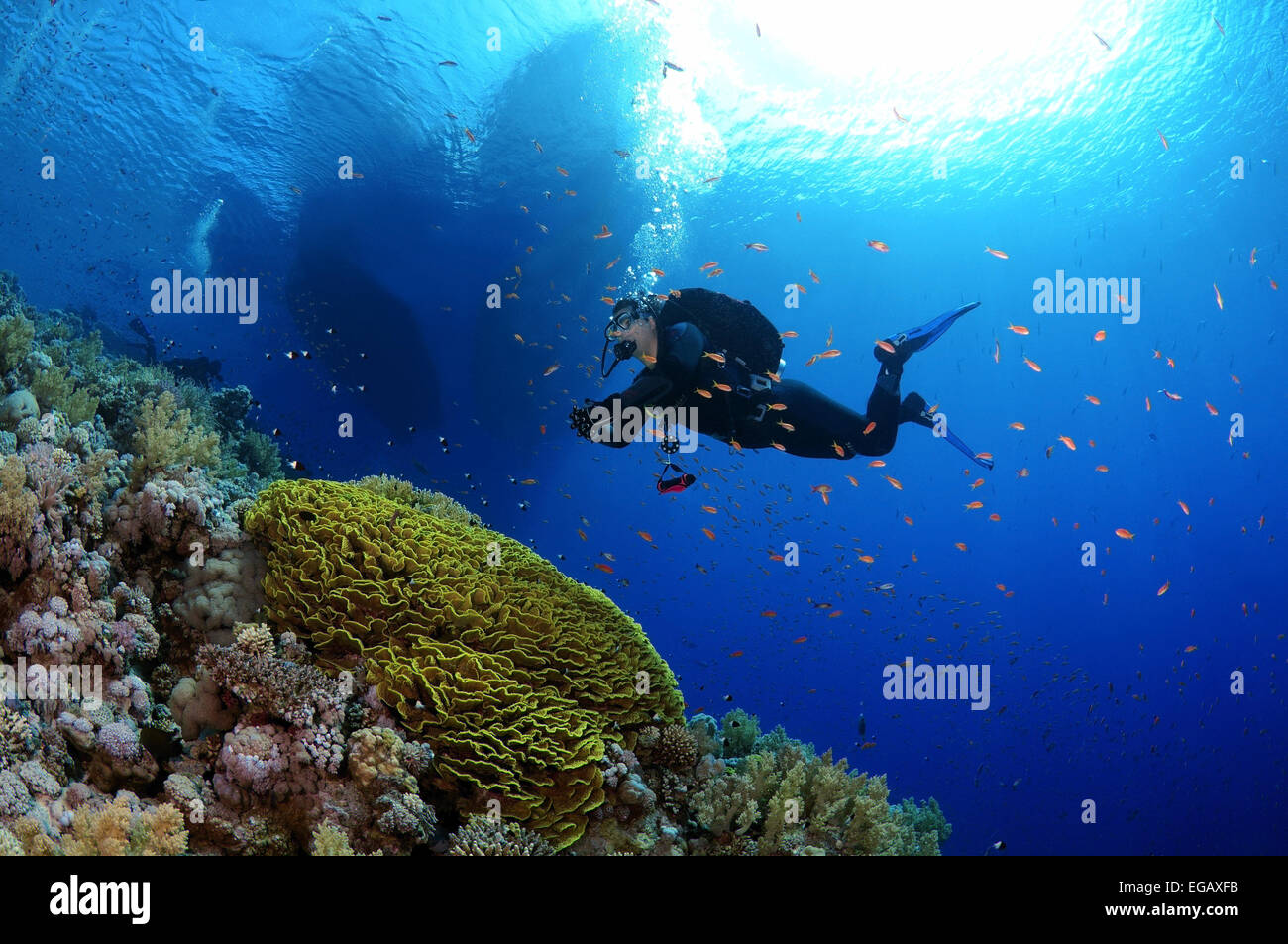 Diver looking at coral reef in Ras Muhammad National Park, Sinai ...