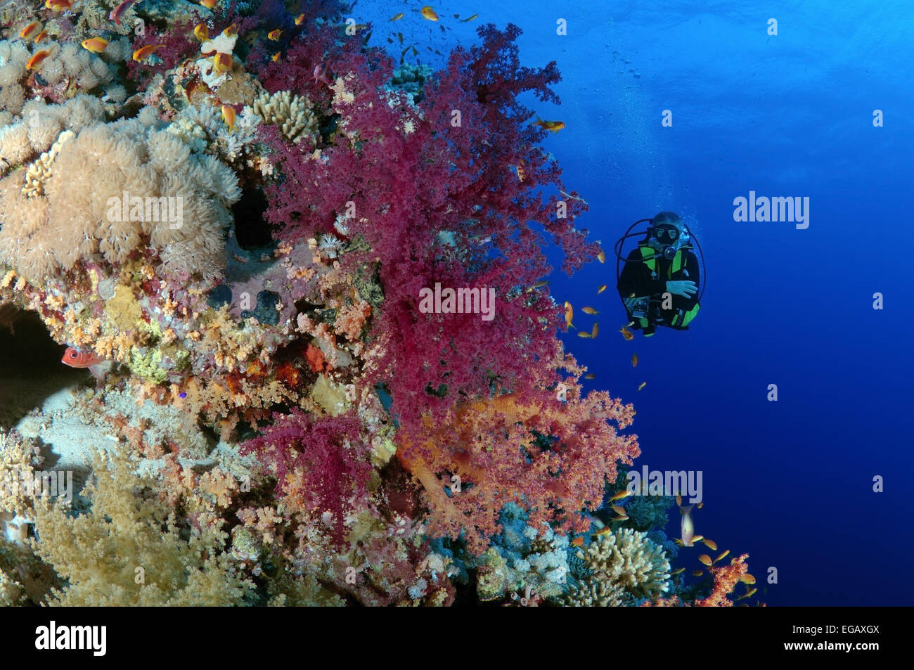 Diver looking at coral reef in Ras Muhammad National Park, Sinai, Red ...