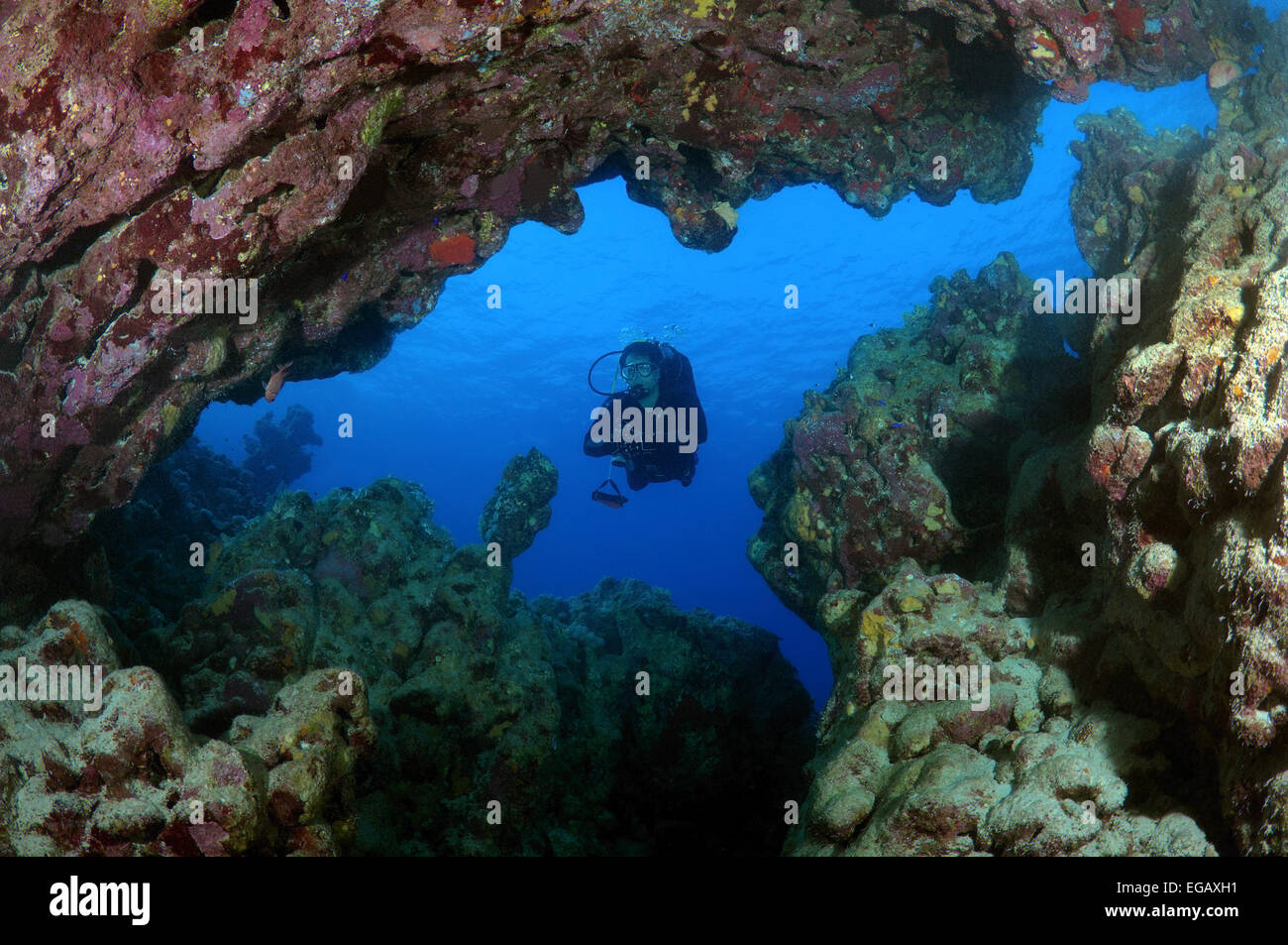 Diver looking at coral reef in Ras Muhammad National Park, Sinai, Red ...