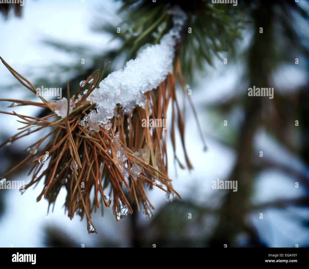 Spruce in close up Stock Photo - Alamy