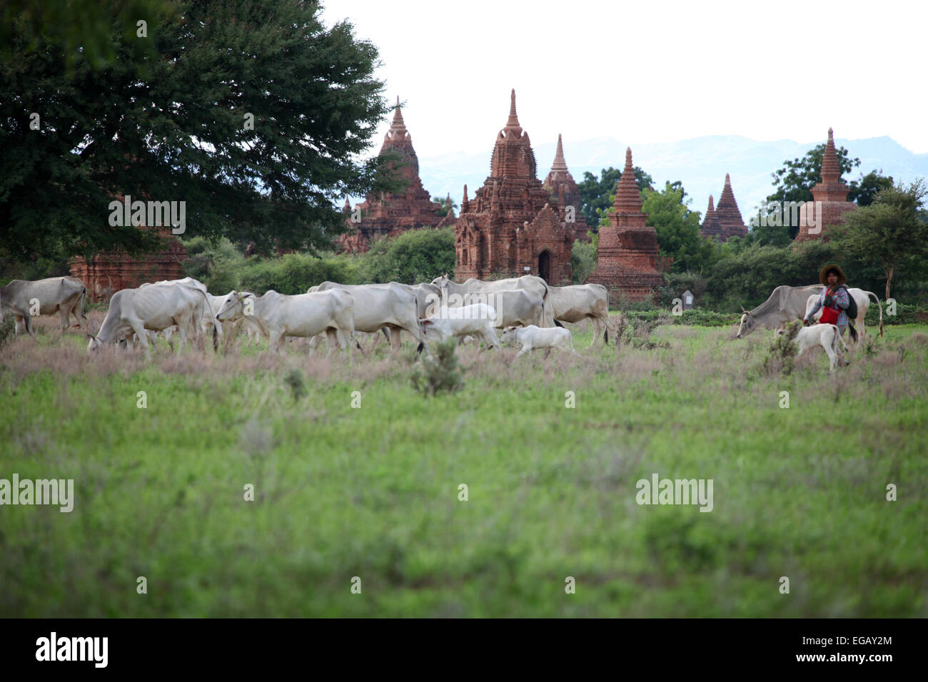 Local Famers from Bagan, Myanmar Stock Photo - Alamy