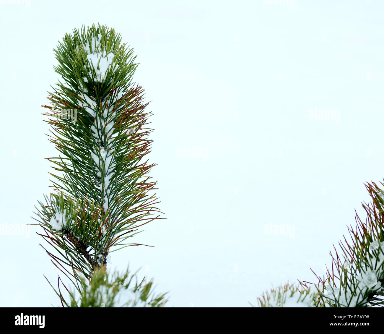 Spruce in close-up Stock Photo - Alamy