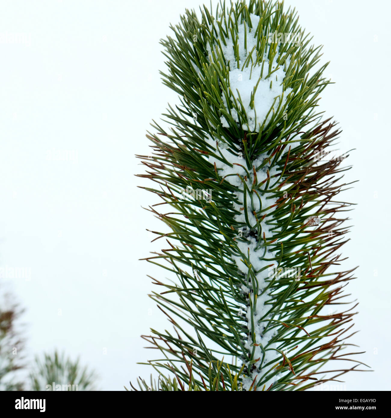 Spruce in close-up Stock Photo - Alamy