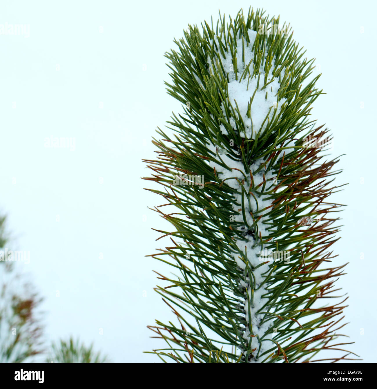 Spruce in close-up Stock Photo - Alamy