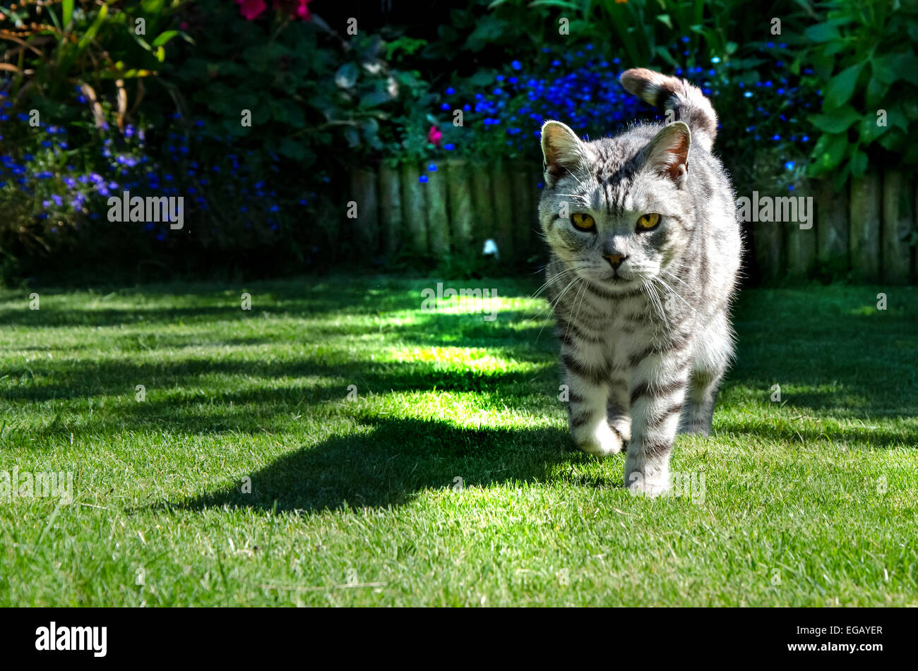 Cat Strutting