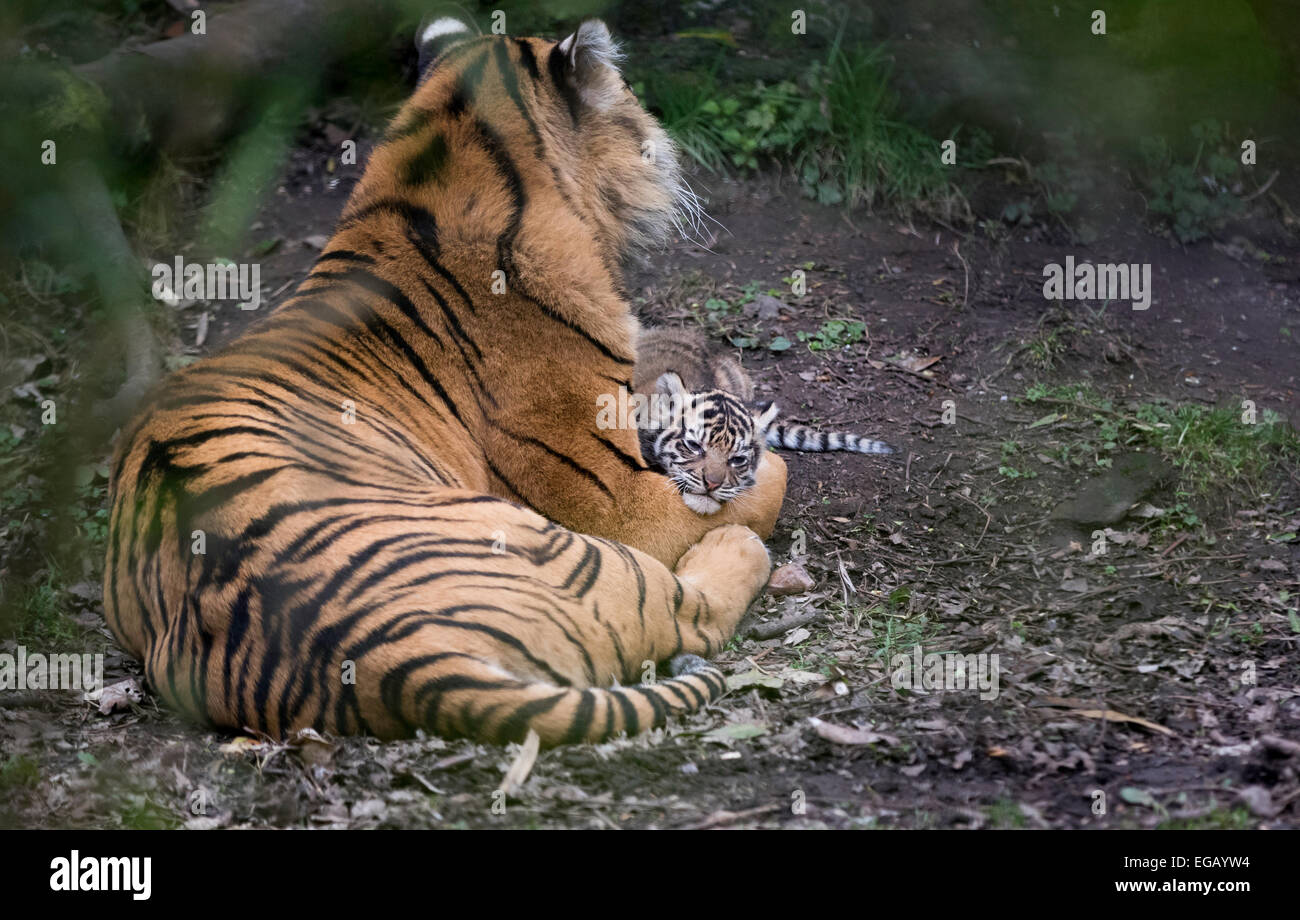 Chester Zoo three week old Siberian Tiger cub resting on mothers leg ...