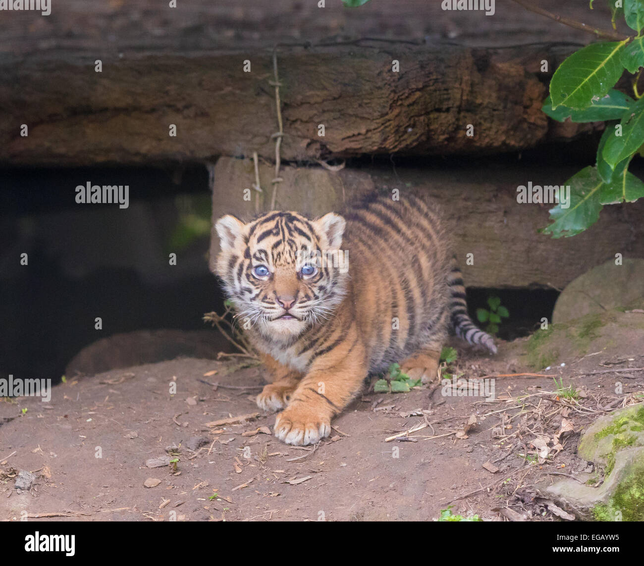 Siberian tiger cub hi-res stock photography and images - Alamy