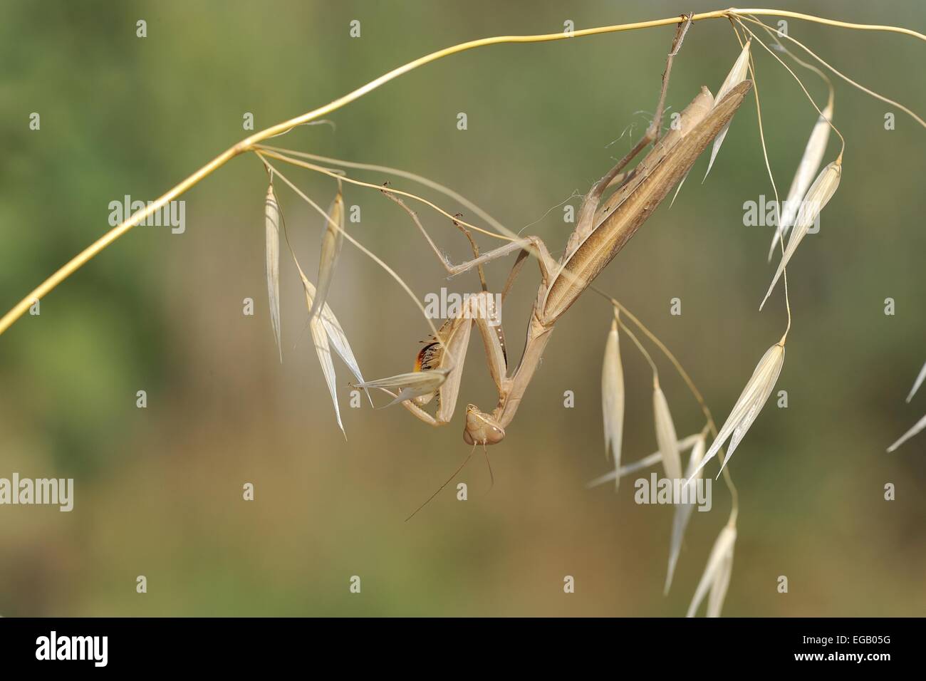European Praying Mantis - European Mantis (Mantis religiosa) brown ...