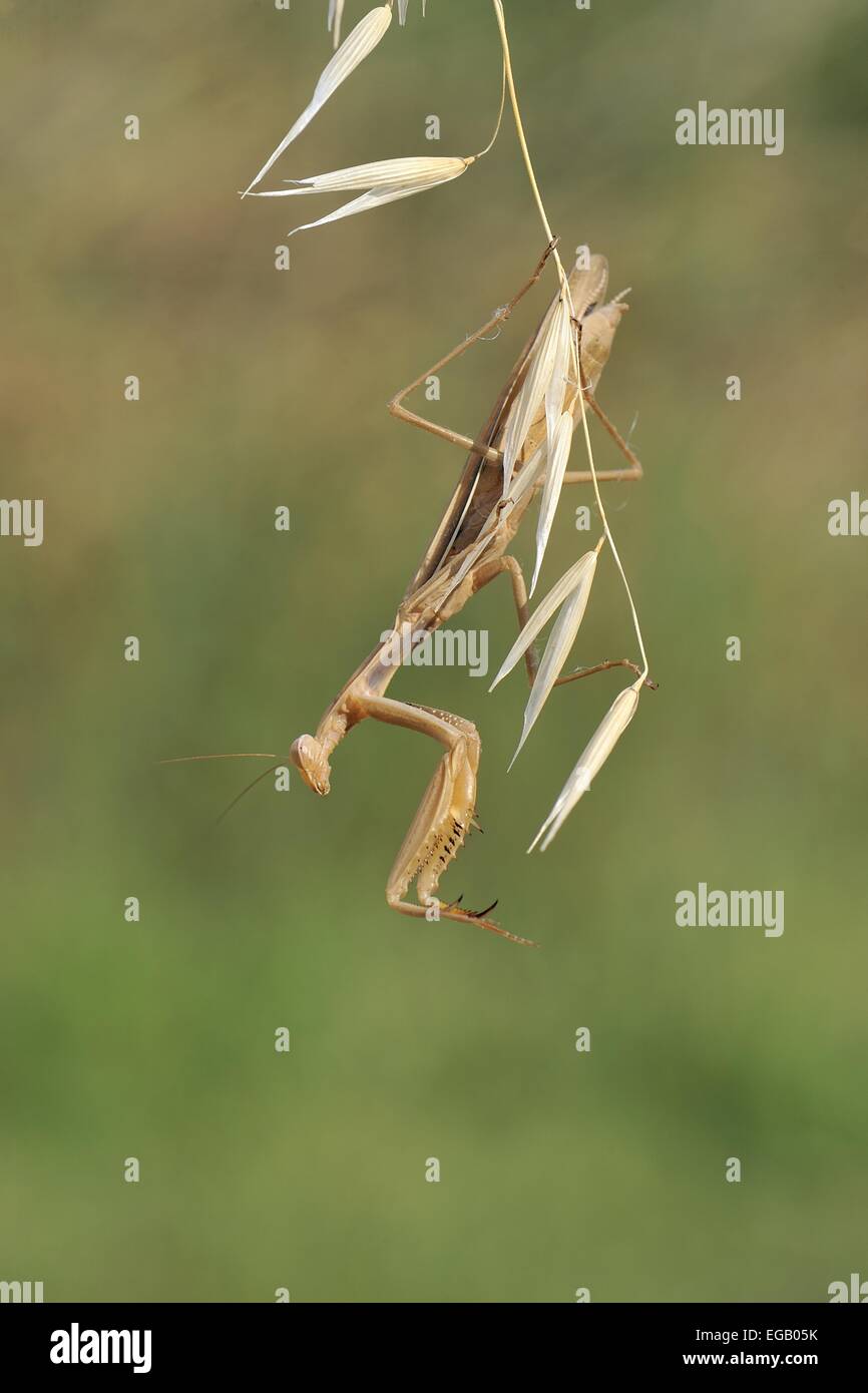 European Praying Mantis - European Mantis (Mantis religiosa) brown ...