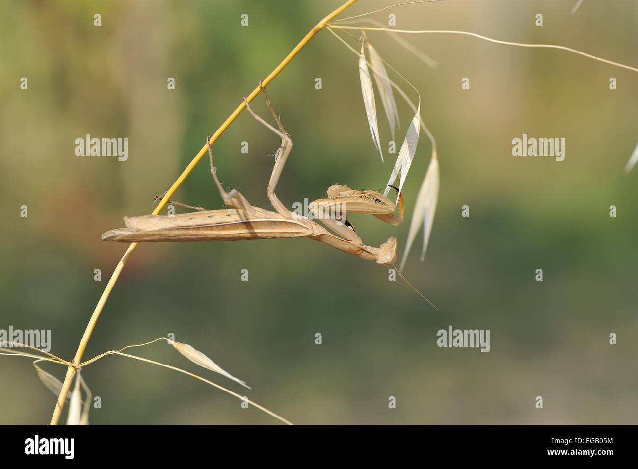 European Praying Mantis - European Mantis (Mantis religiosa) brown ...