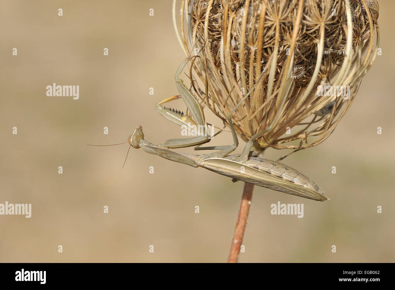 European Praying Mantis - European Mantis (Mantis religiosa) brown ...