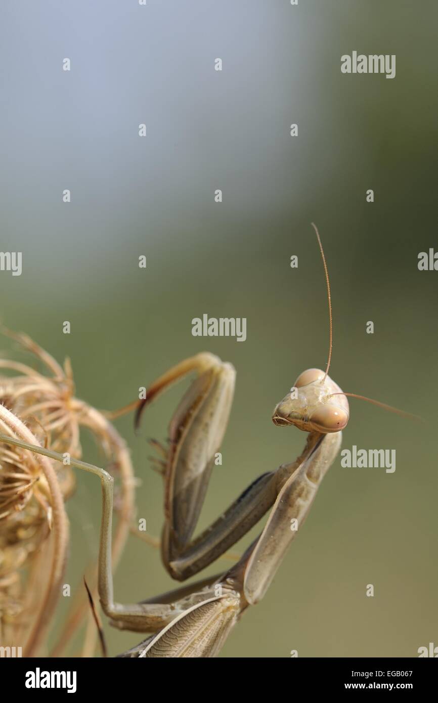 European Praying Mantis - European Mantis (Mantis religiosa) brown ...