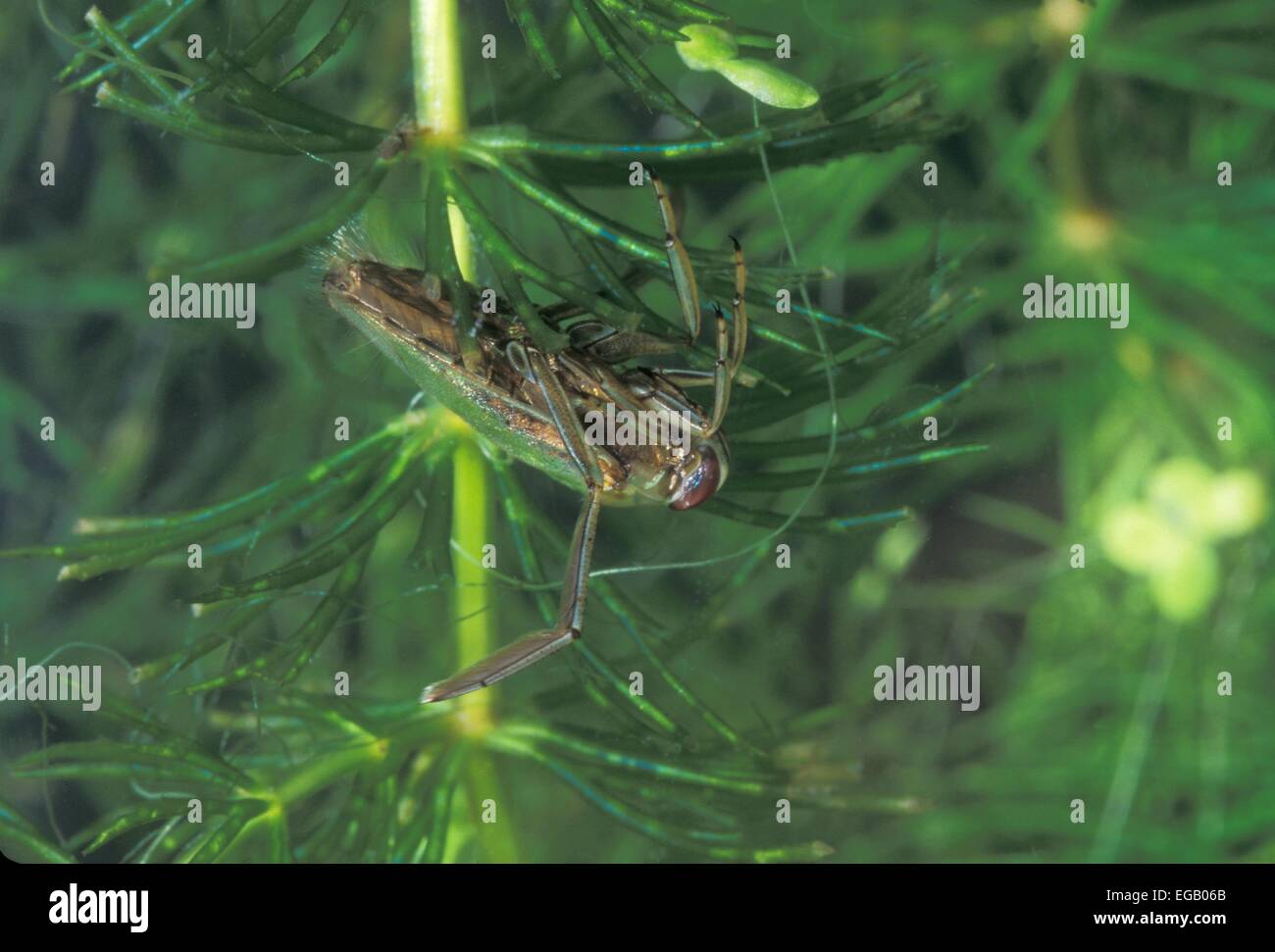 Backswimmer - Common Water Boatman (Notonecta glauca) swimming under ...