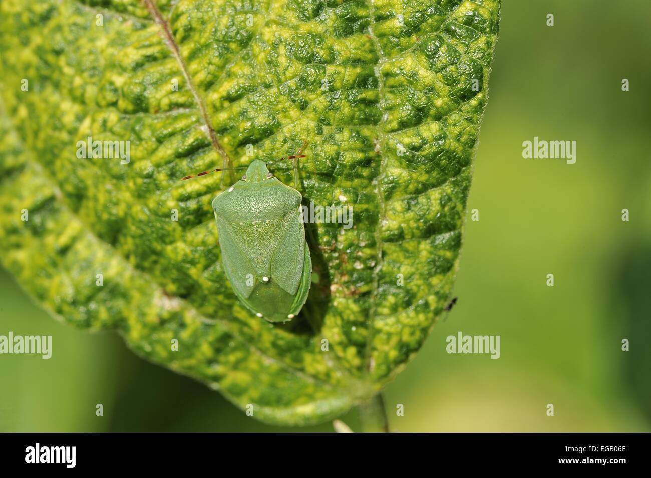Southern Green Stink Bug - Green Vegetable Bug (Nezara viridula) on ...