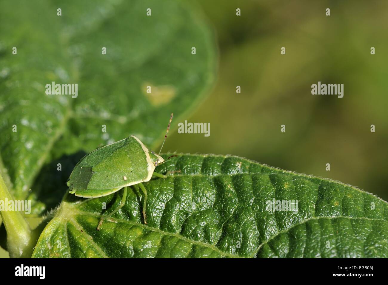 Southern Green Stink Bug - Green Vegetable Bug (Nezara viridula) on ...