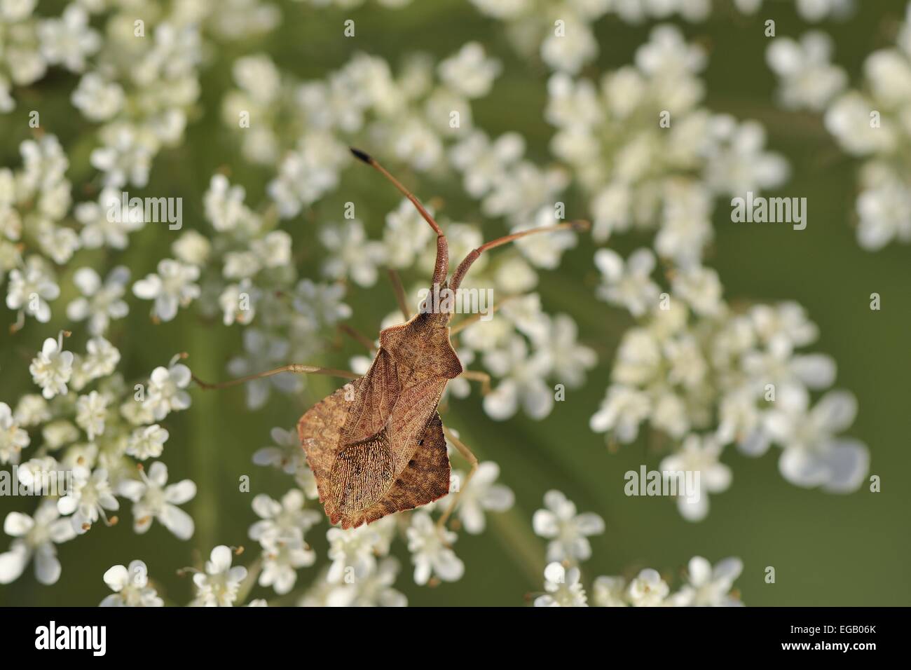 Rhombic Leatherbug - Stink Bug (Syromastus rhombeus - Syromastes ...