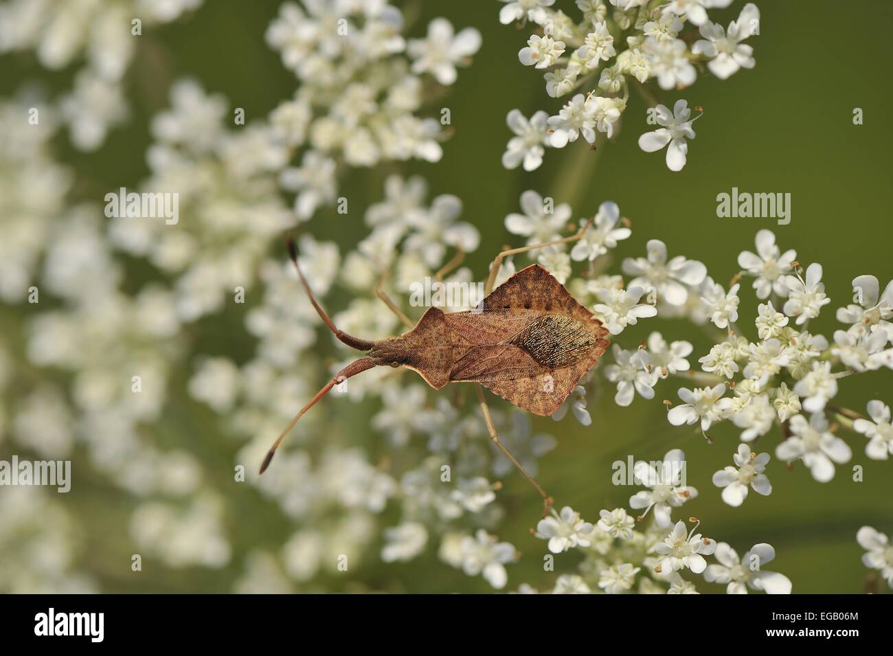 Rhombic Leatherbug - Stink Bug (Syromastus rhombeus - Syromastes ...