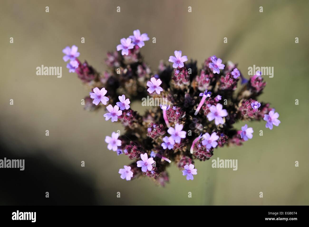 Argentinian Vervain - (Verbena bonariensis - Verbena patagonica ...