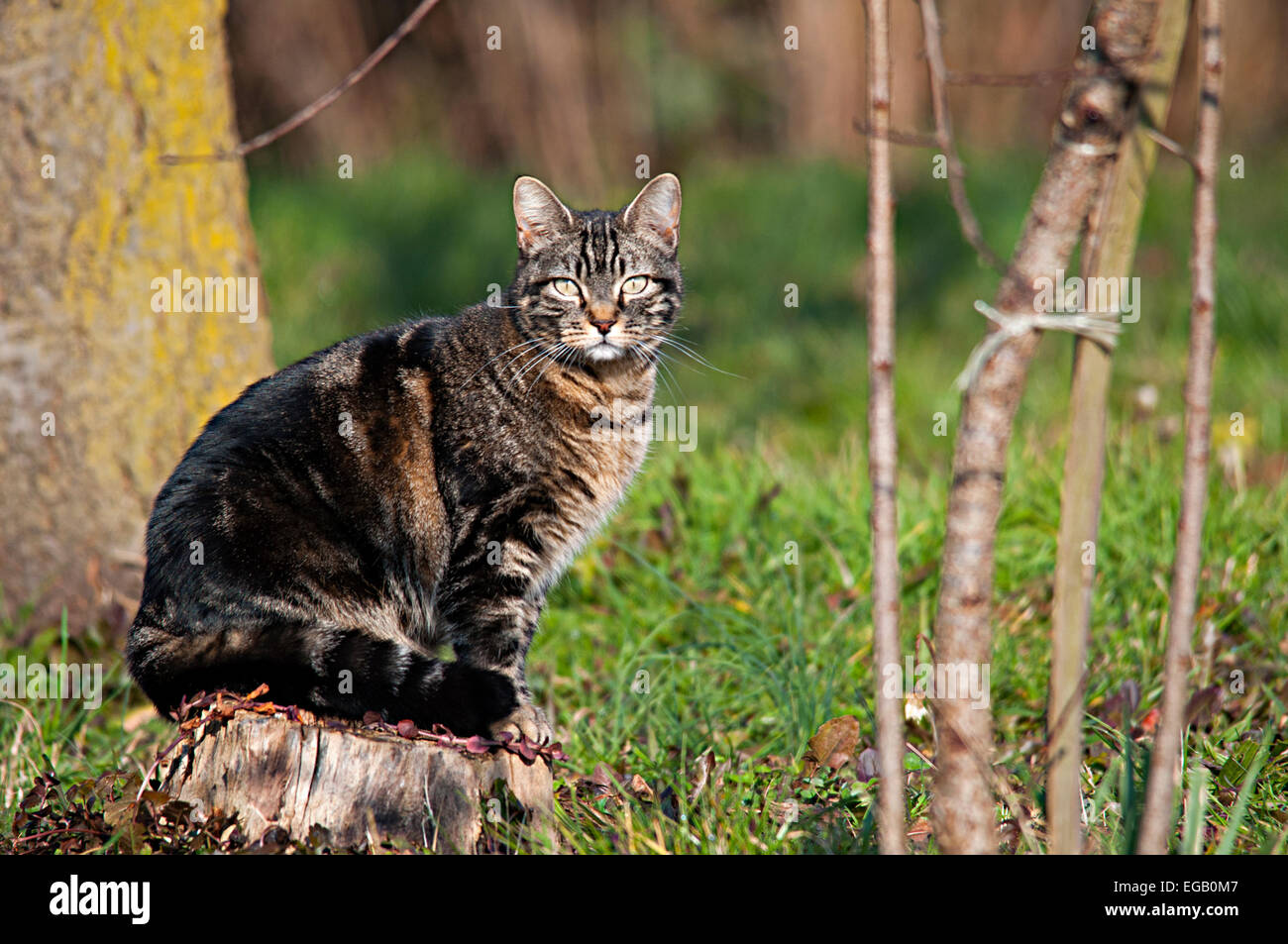wild cat on the chopping block Stock Photo - Alamy
