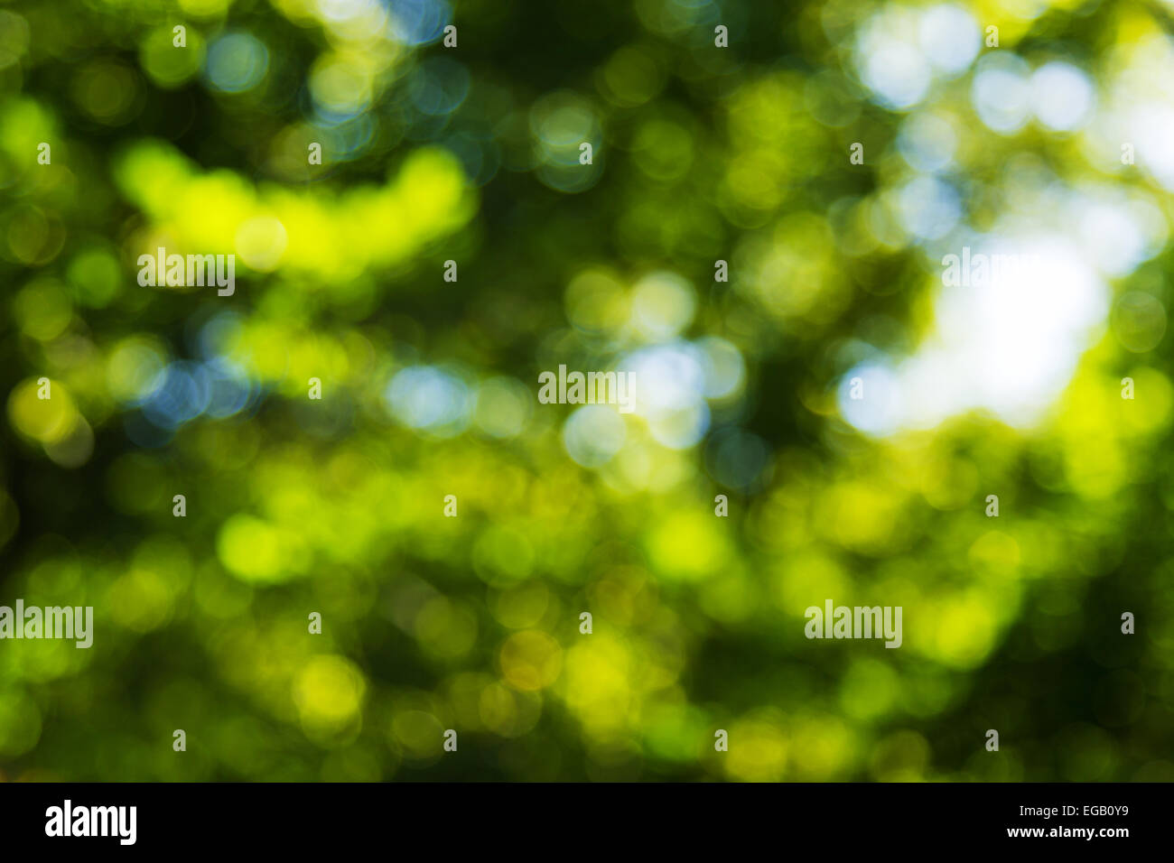 Background green leaves leaf bokeh hi-res stock photography and images ...