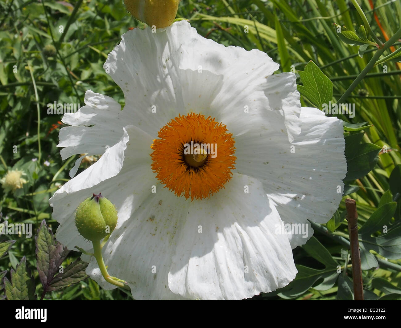 Matilija hi-res stock photography and images - Alamy