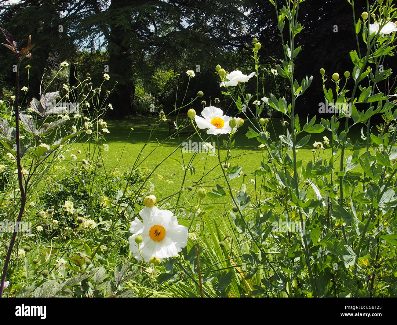 Matilija hi-res stock photography and images - Alamy